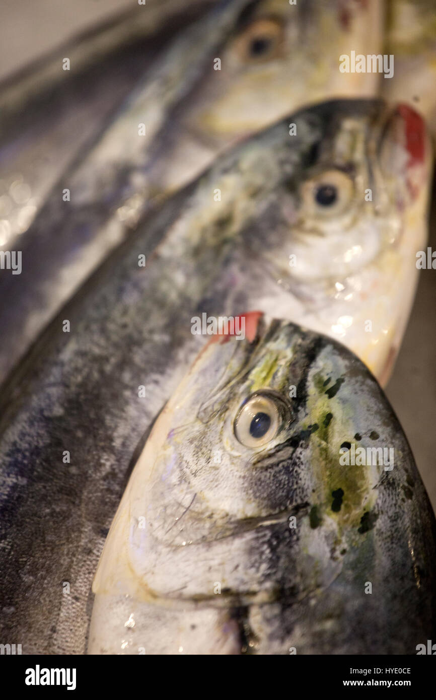 Coryphaena Equiselis Stockfotos und -bilder Kaufen - Alamy