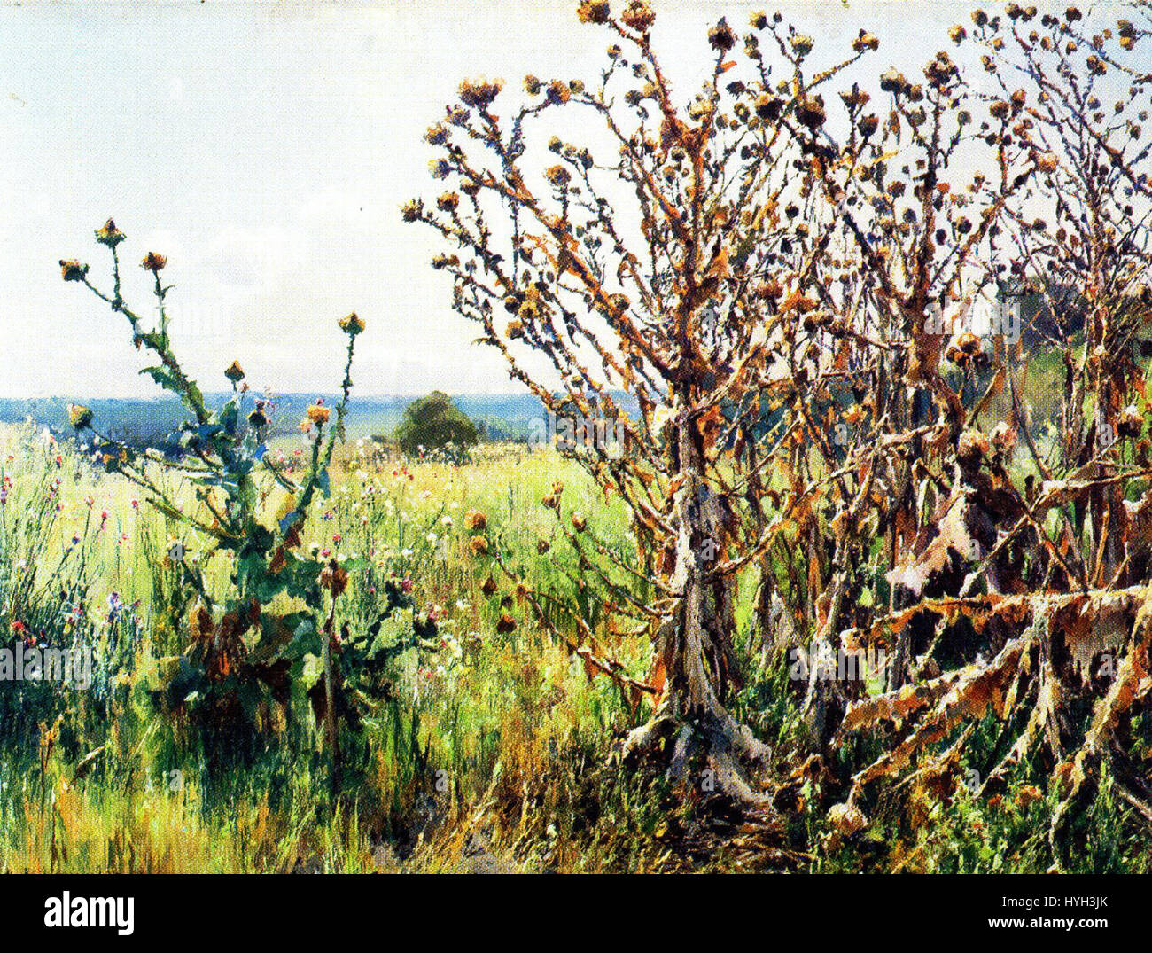 Disteln ölbild -Fotos und -Bildmaterial in hoher Auflösung – Alamy