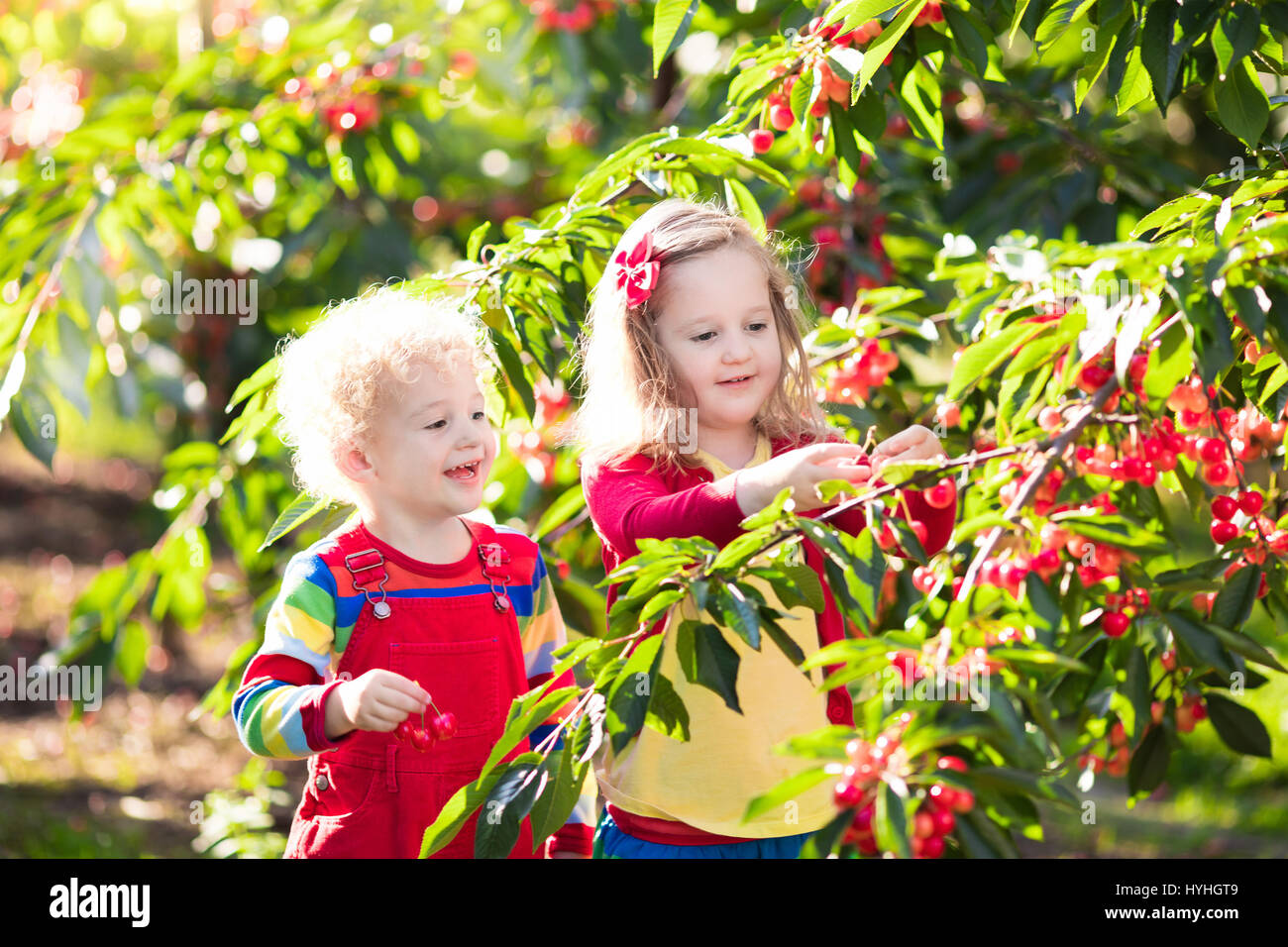 Kinder pflücken Kirschen auf einer Obstplantage. Kinder pflücken ...
