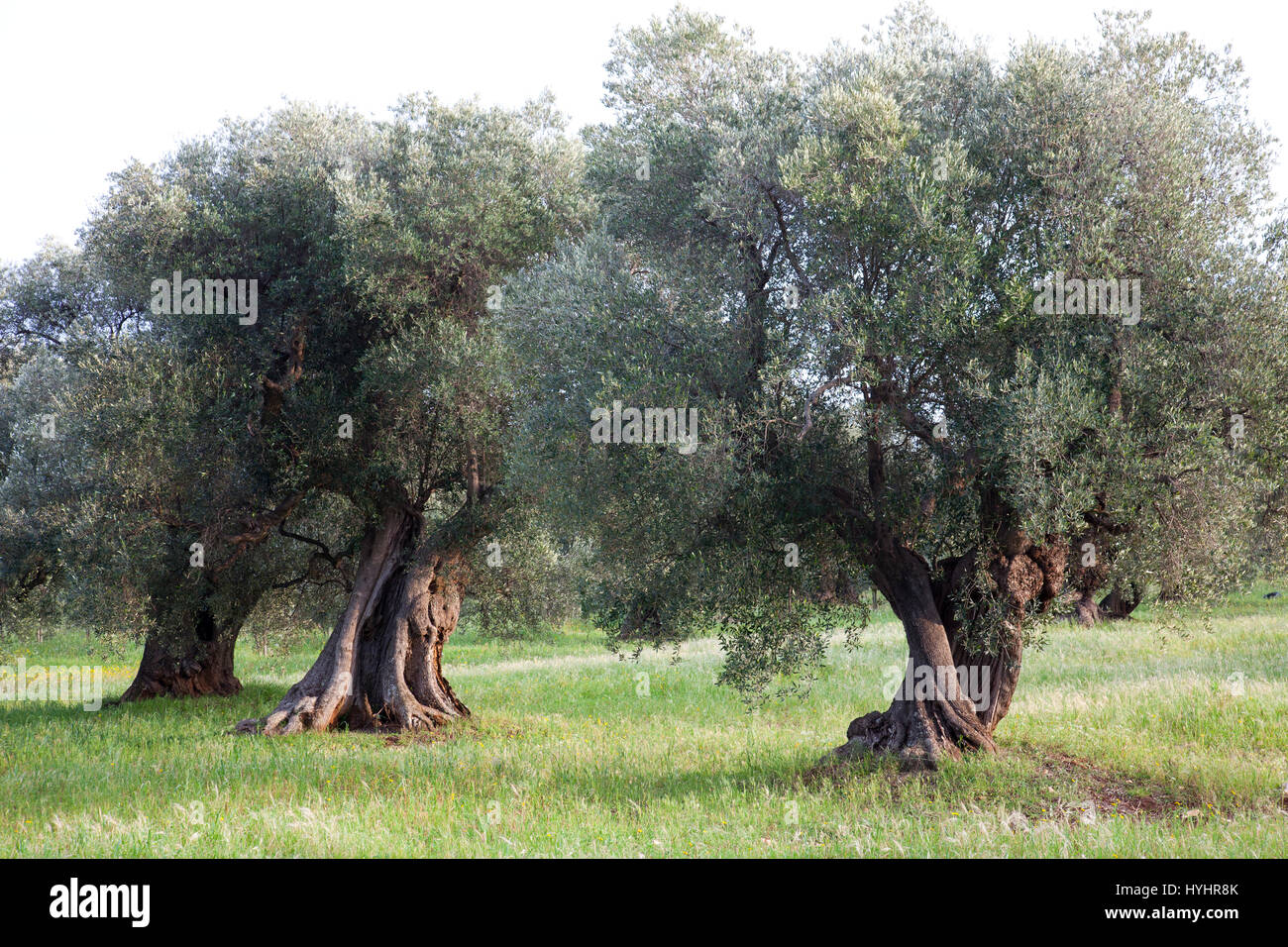 Hundertjähriger olivenbaum -Fotos und -Bildmaterial in hoher Auflösung ...