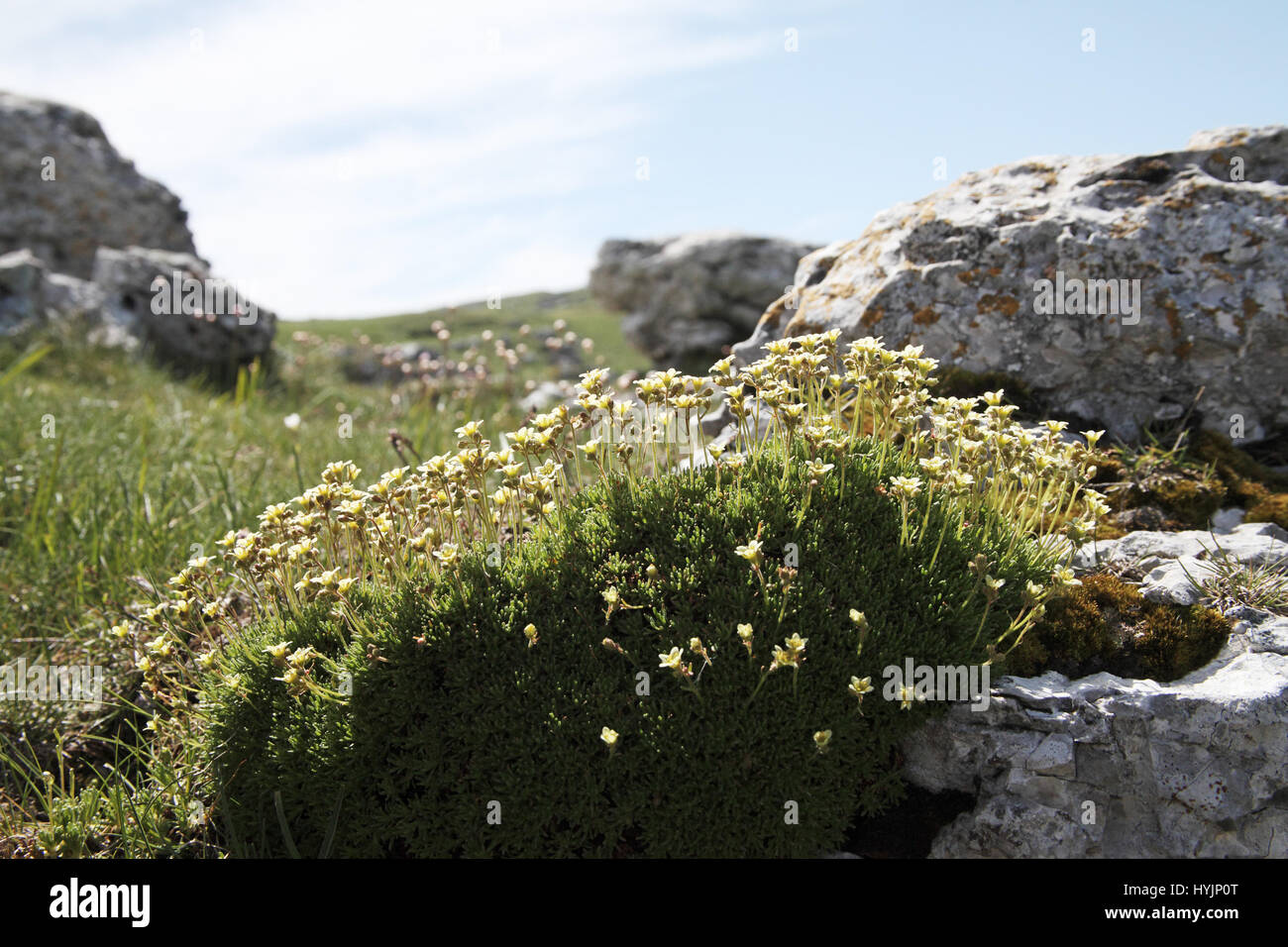 Weißer Moschus Steinbrech Saxifraga Exarata Schriftart d'Urle Parc ...