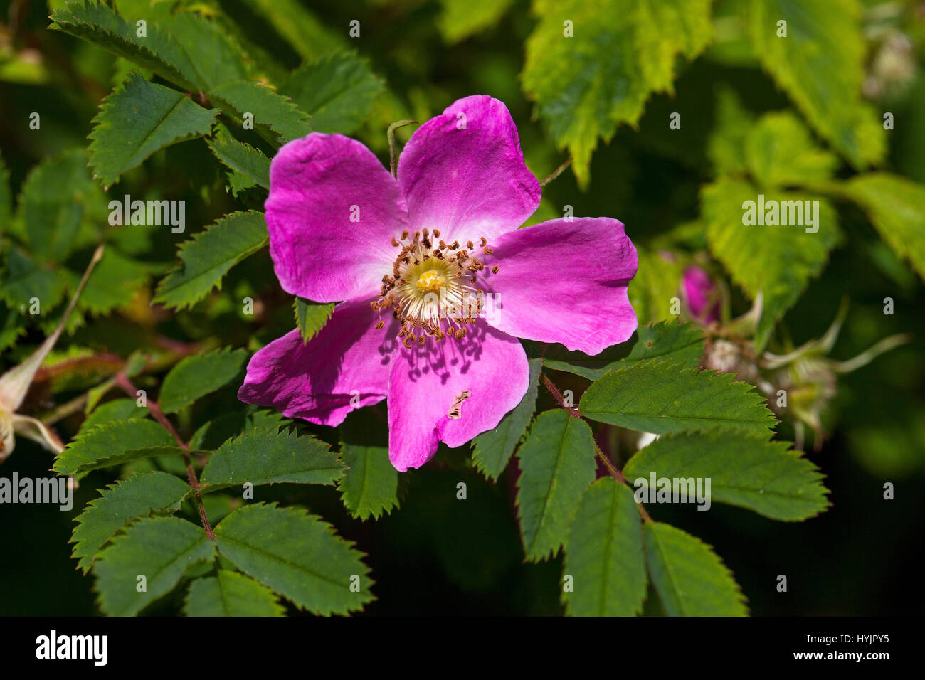 Col De Carri Stockfotos und -bilder Kaufen - Alamy