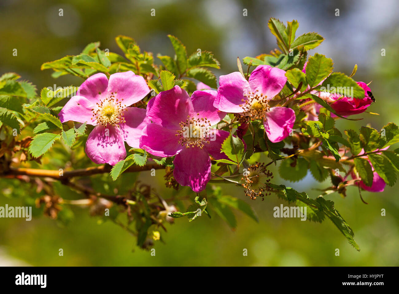 Col de carri -Fotos und -Bildmaterial in hoher Auflösung – Alamy