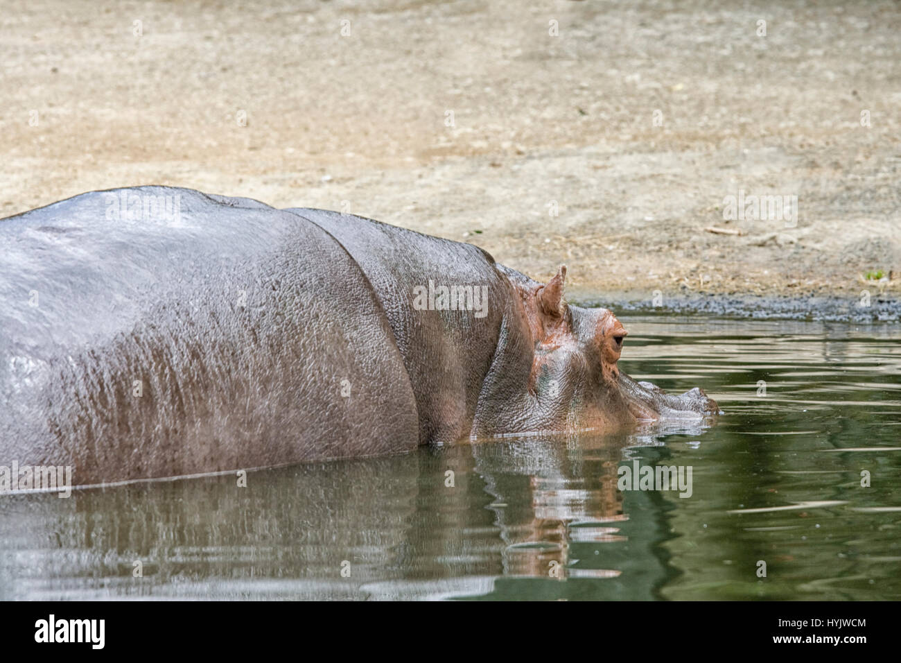 Liegendes nilpferd -Fotos und -Bildmaterial in hoher Auflösung - Seite ...