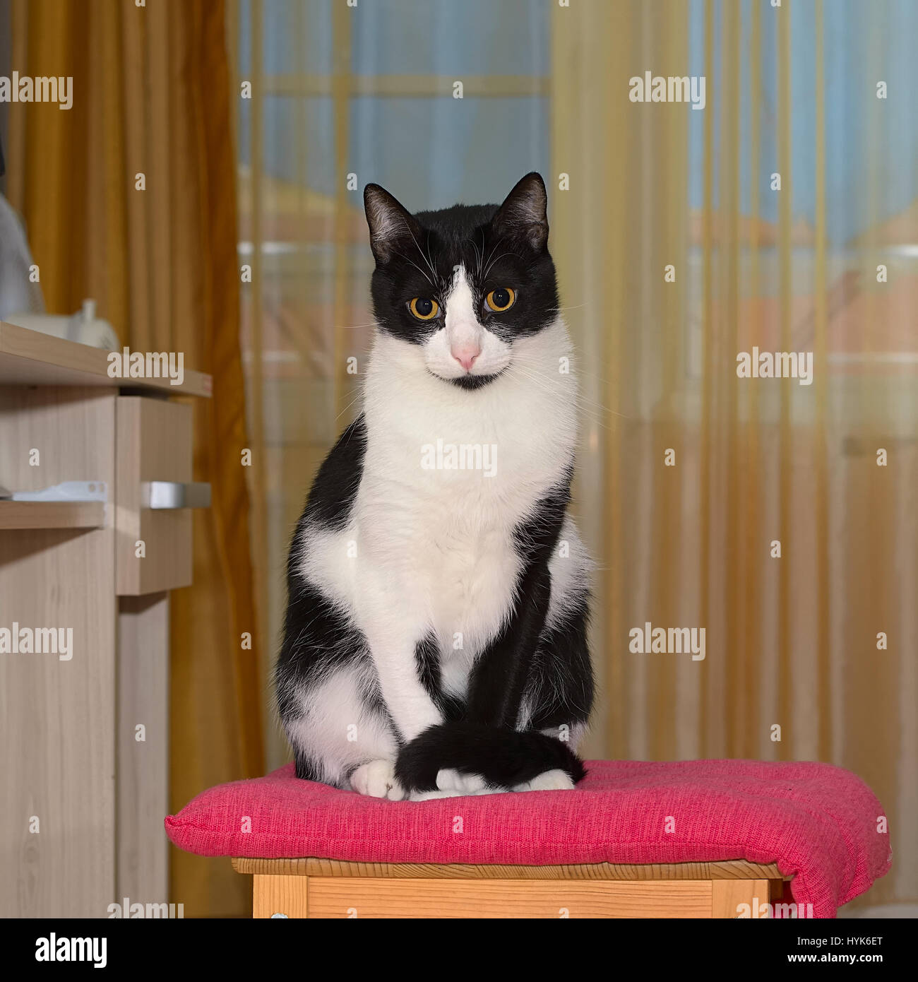 Die schwarzen und weiße Katze sitzt auf dem Stuhl. Die schöne Katze ...