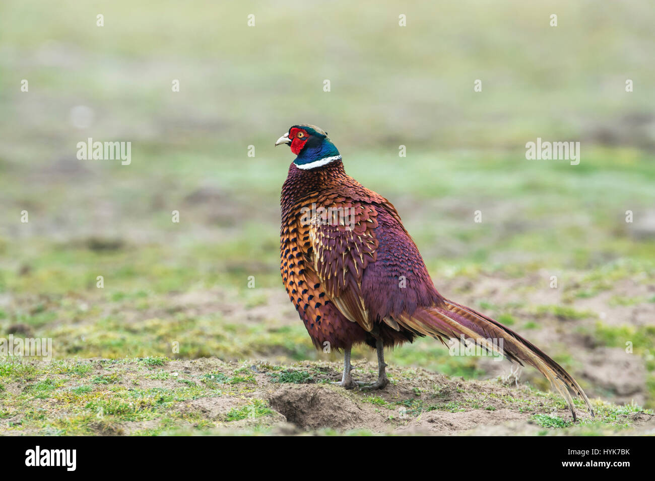Männlicher fasan -Fotos und -Bildmaterial in hoher Auflösung – Alamy