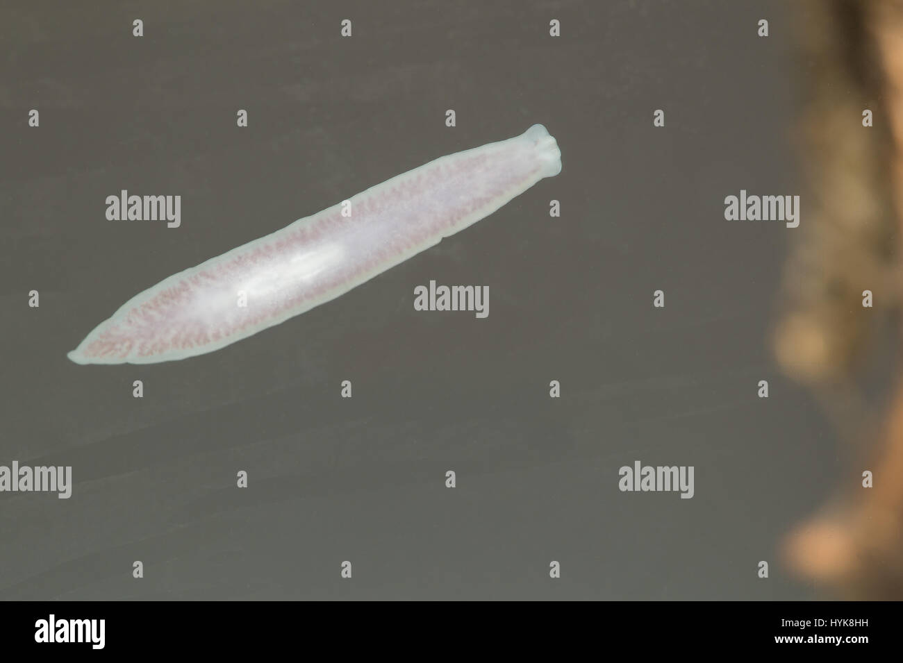 Planarian worm -Fotos und -Bildmaterial in hoher Auflösung – Alamy