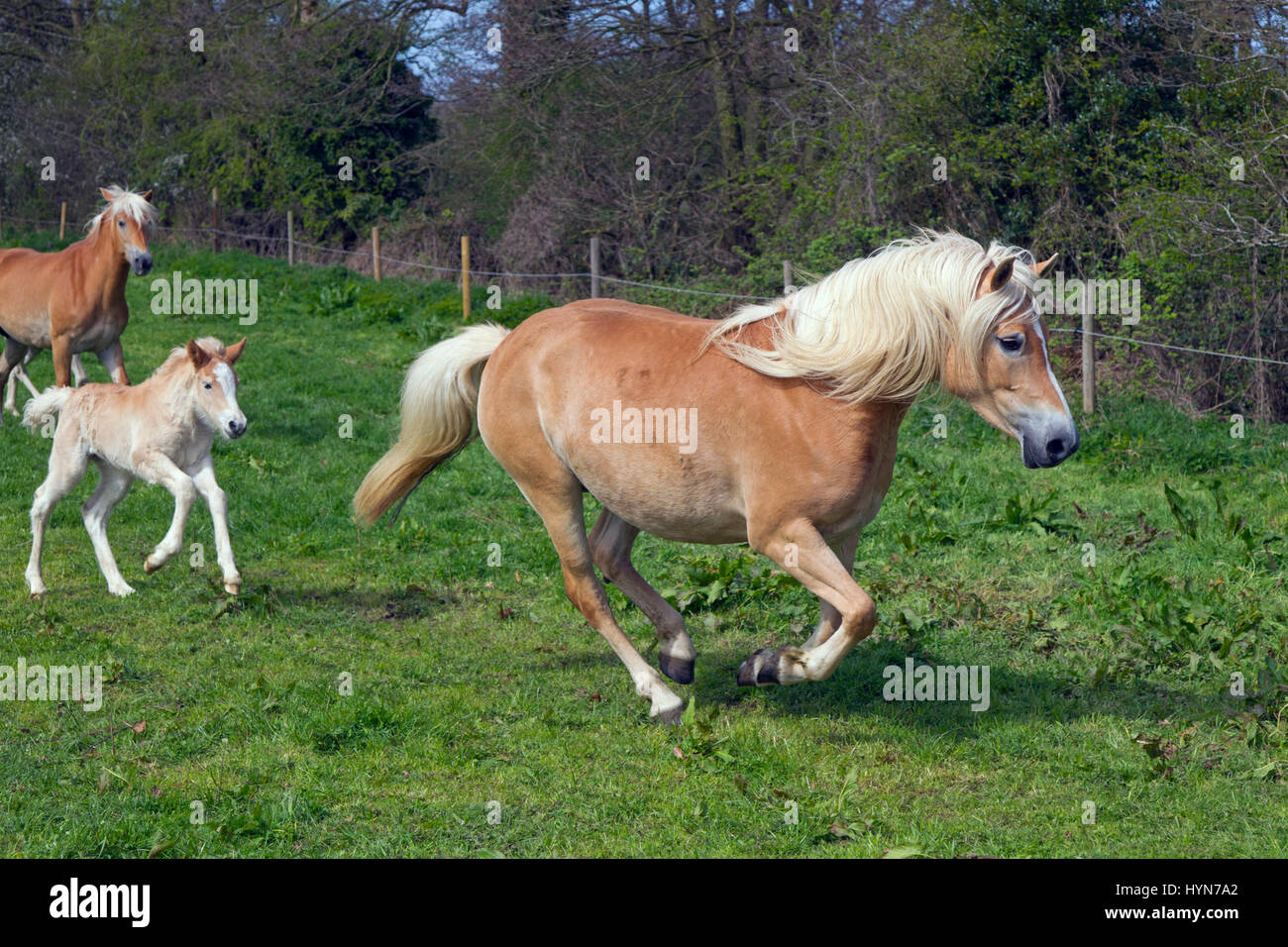Haflinger Stute und Fohlen laufen auf Wiese Stockfotografie - Alamy