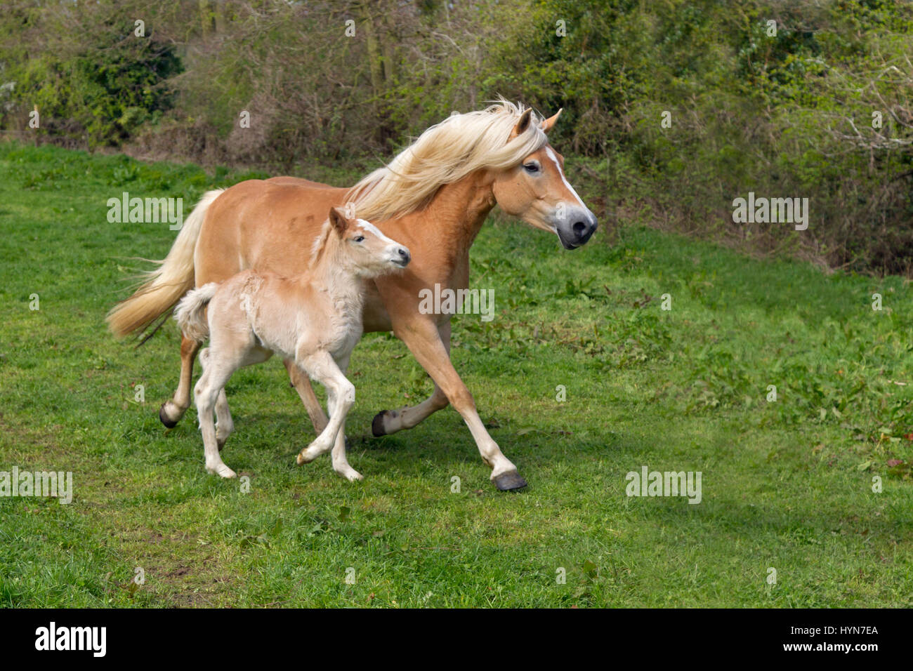 Haflinger Stute und Fohlen laufen auf Wiese Stockfotografie - Alamy
