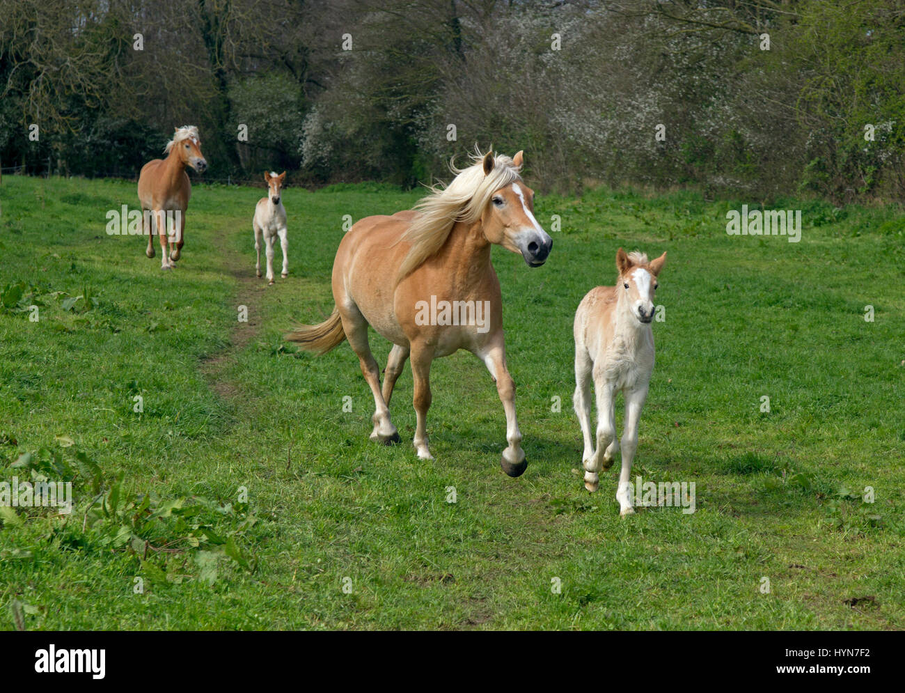 Haflinger Stute und Fohlen laufen auf Wiese Stockfotografie - Alamy