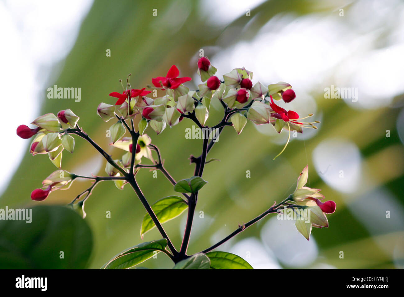 Kerala blumen -Fotos und -Bildmaterial in hoher Auflösung – Alamy