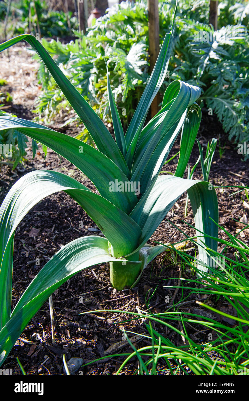 Lauch garten boden -Fotos und -Bildmaterial in hoher Auflösung – Alamy