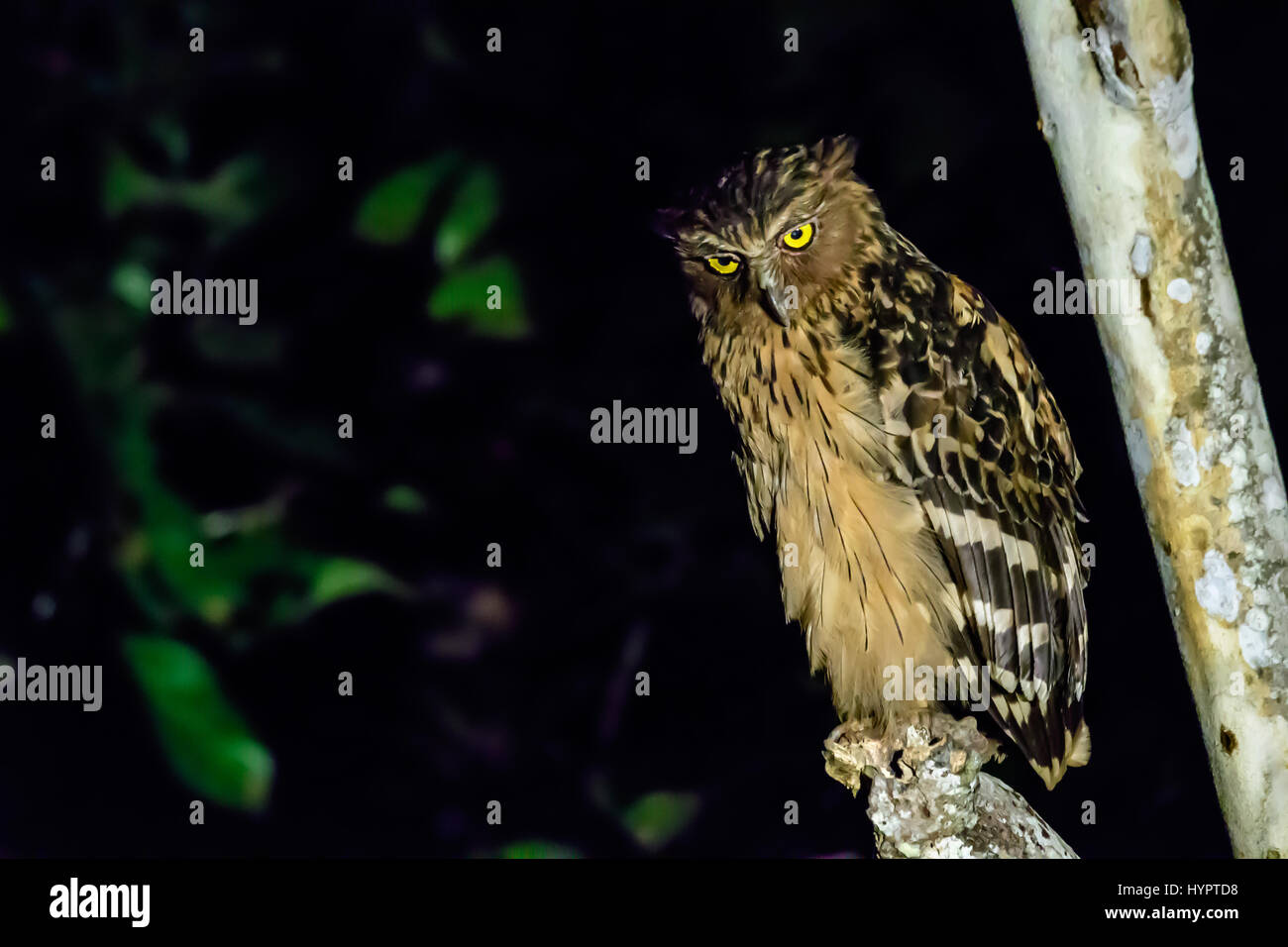 Vogeleule nacht -Fotos und -Bildmaterial in hoher Auflösung – Alamy