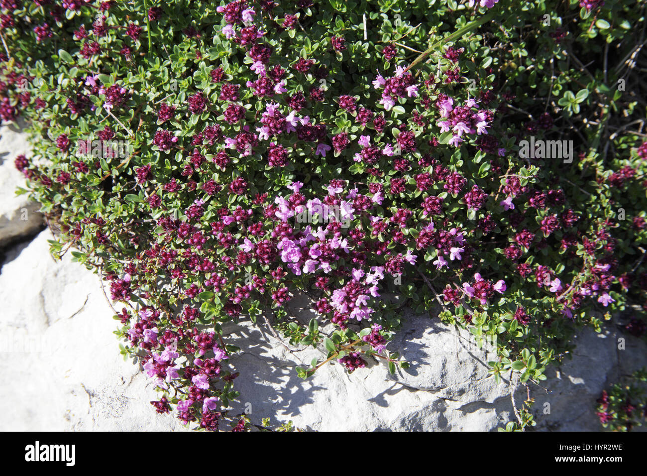 Wild thyme thymus serpyllum -Fotos und -Bildmaterial in hoher Auflösung ...