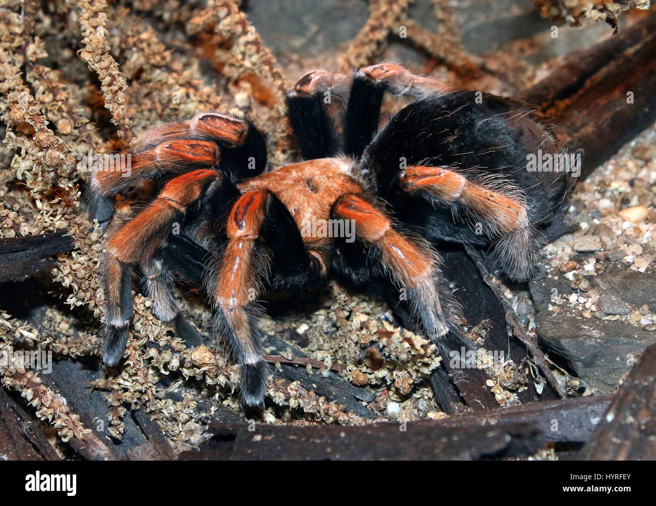 Mexicaanse roodpootvogelspin -Fotos und -Bildmaterial in hoher ...