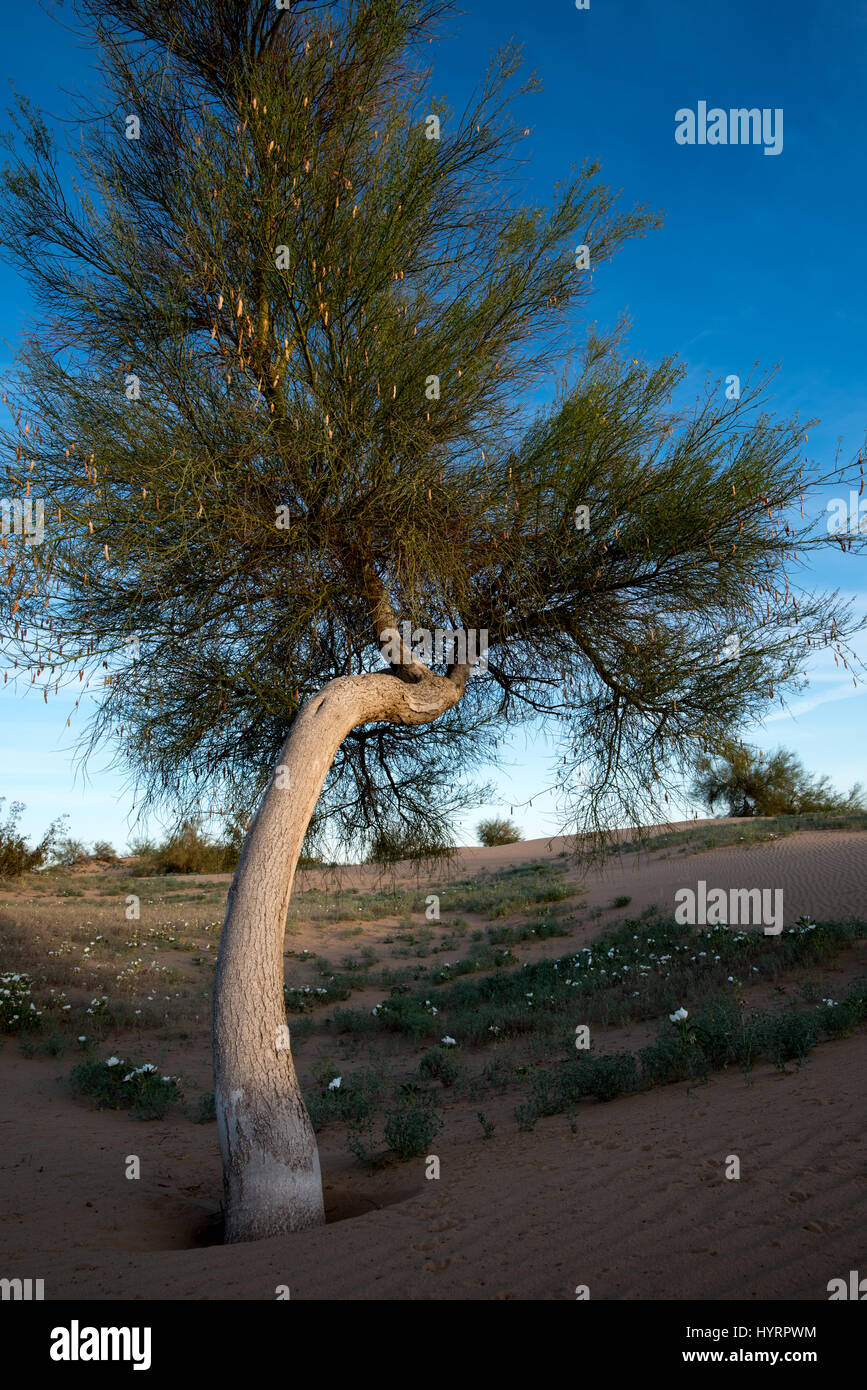 Cercidium floridum fabaceae -Fotos und -Bildmaterial in hoher Auflösung ...