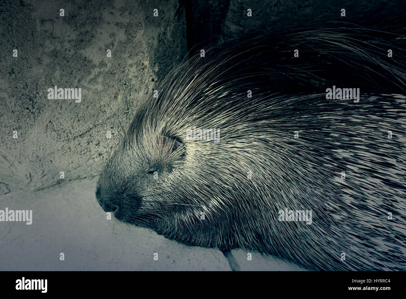 Stachelschwein wild in einem Zoo, ein Tier Detail exotische Säuger ...