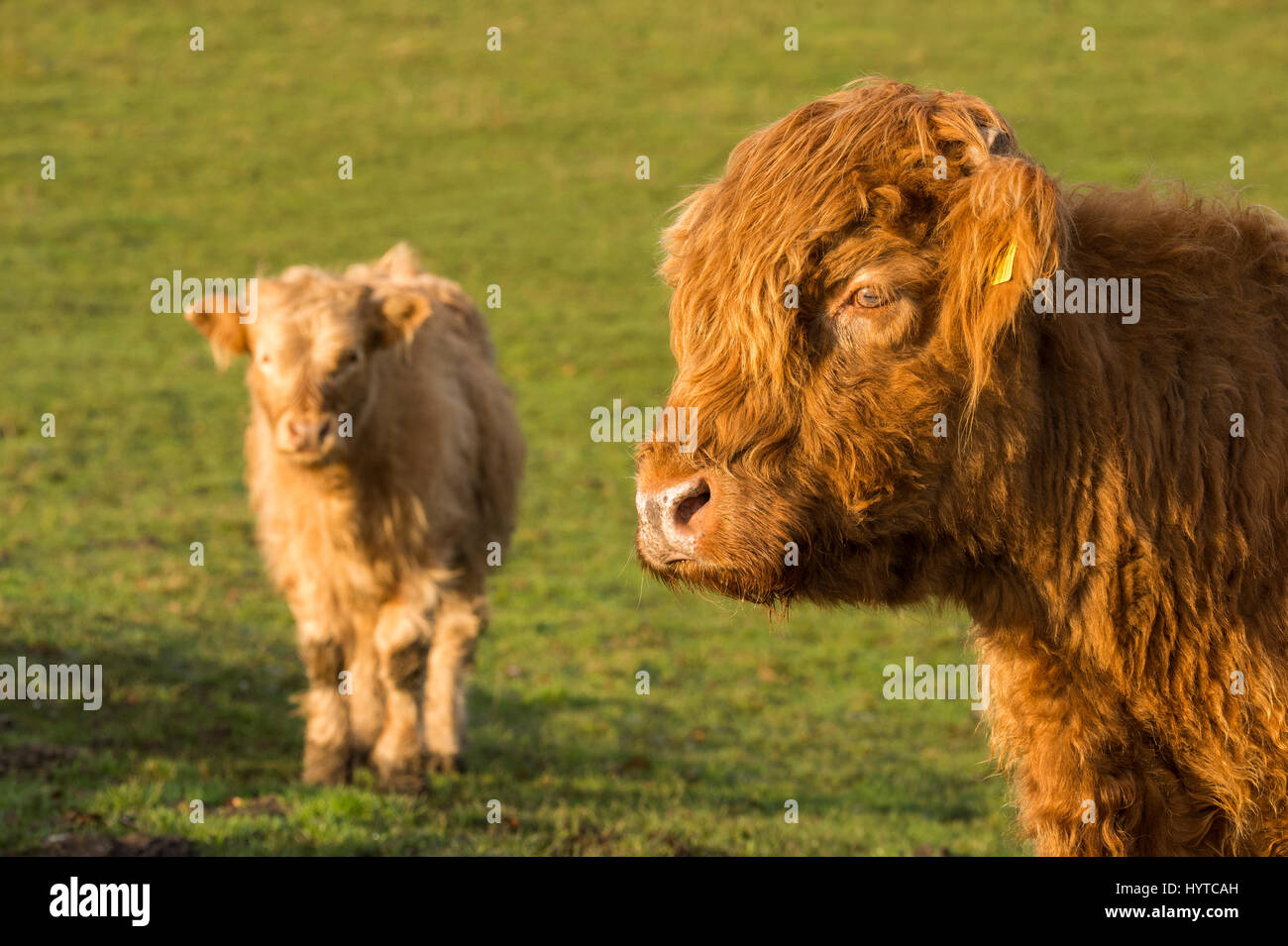 Scottish highland cattle head and shoulders -Fotos und -Bildmaterial in ...