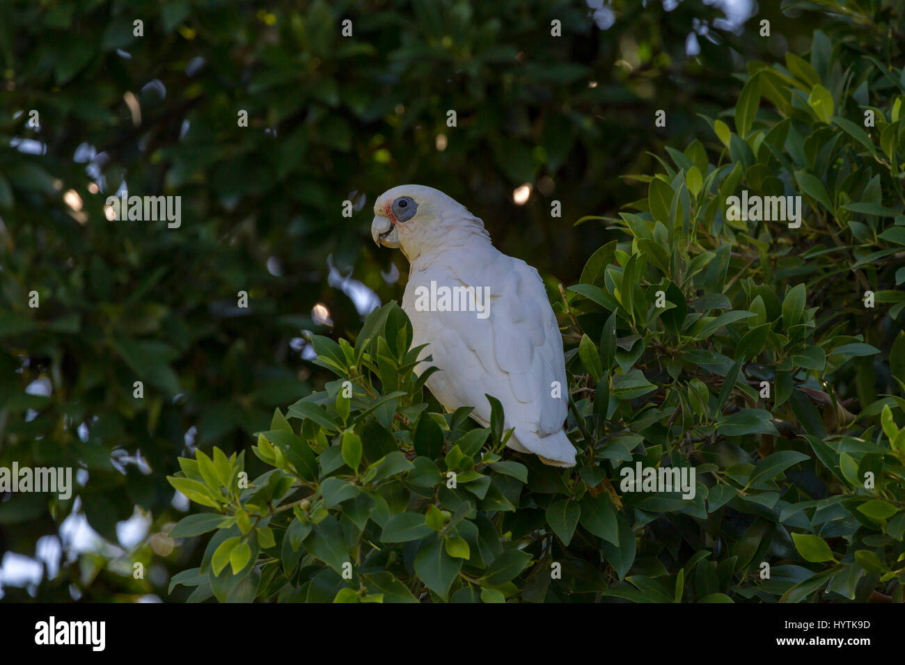Western corella cacatua pastinator pastinator -Fotos und -Bildmaterial ...