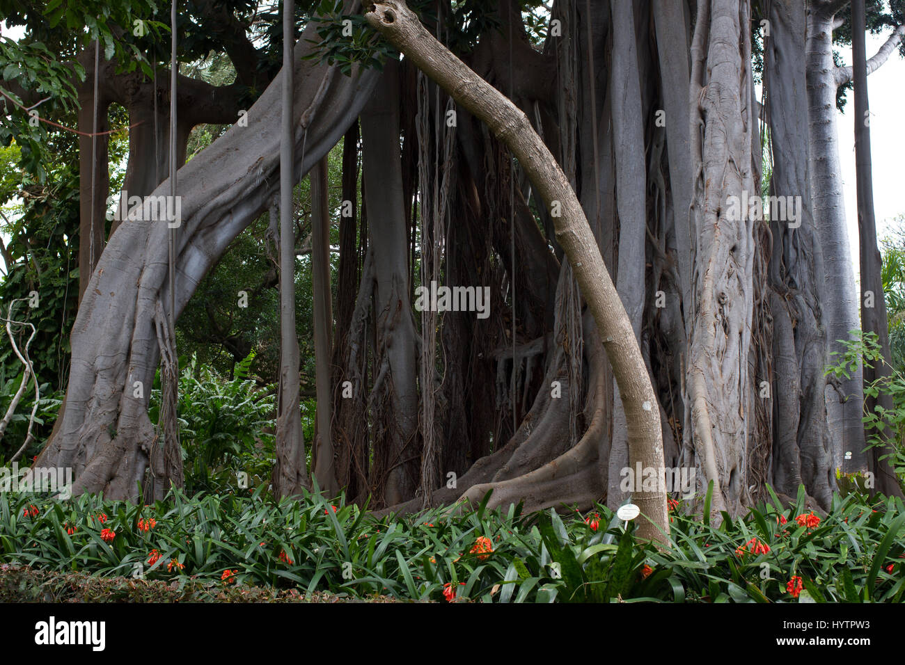 Ficus Macrophylla Grossbaum. Luftwurzeln, mit Unterstützung der Spalte ...