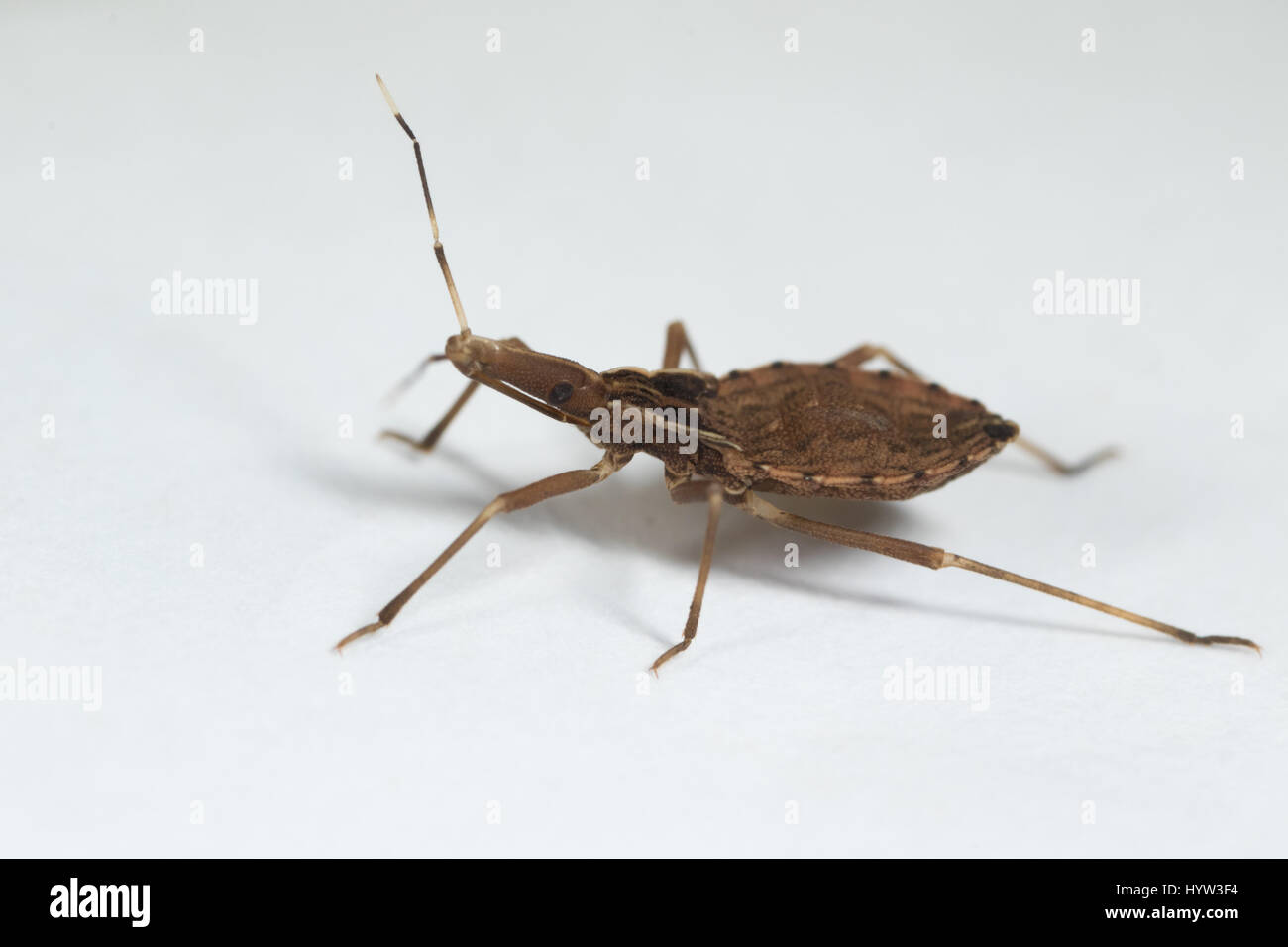 3. Instar Nymphe von Rhodnius Prolixus (Kissing Bug) - das Insekt, das ...