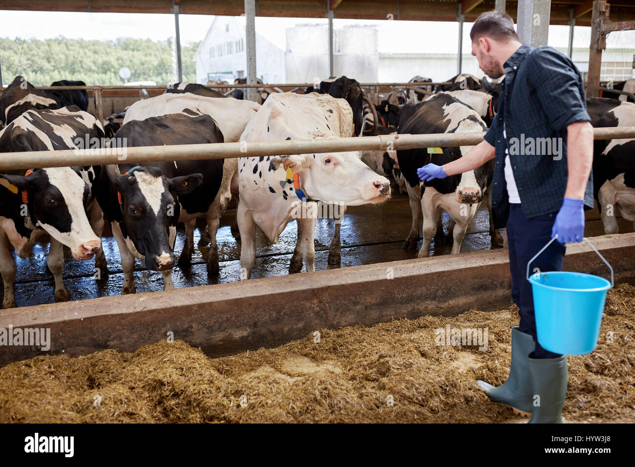 Mann mit Kühen und Eimer im Kuhstall am Milchbetrieb Stockfotografie ...