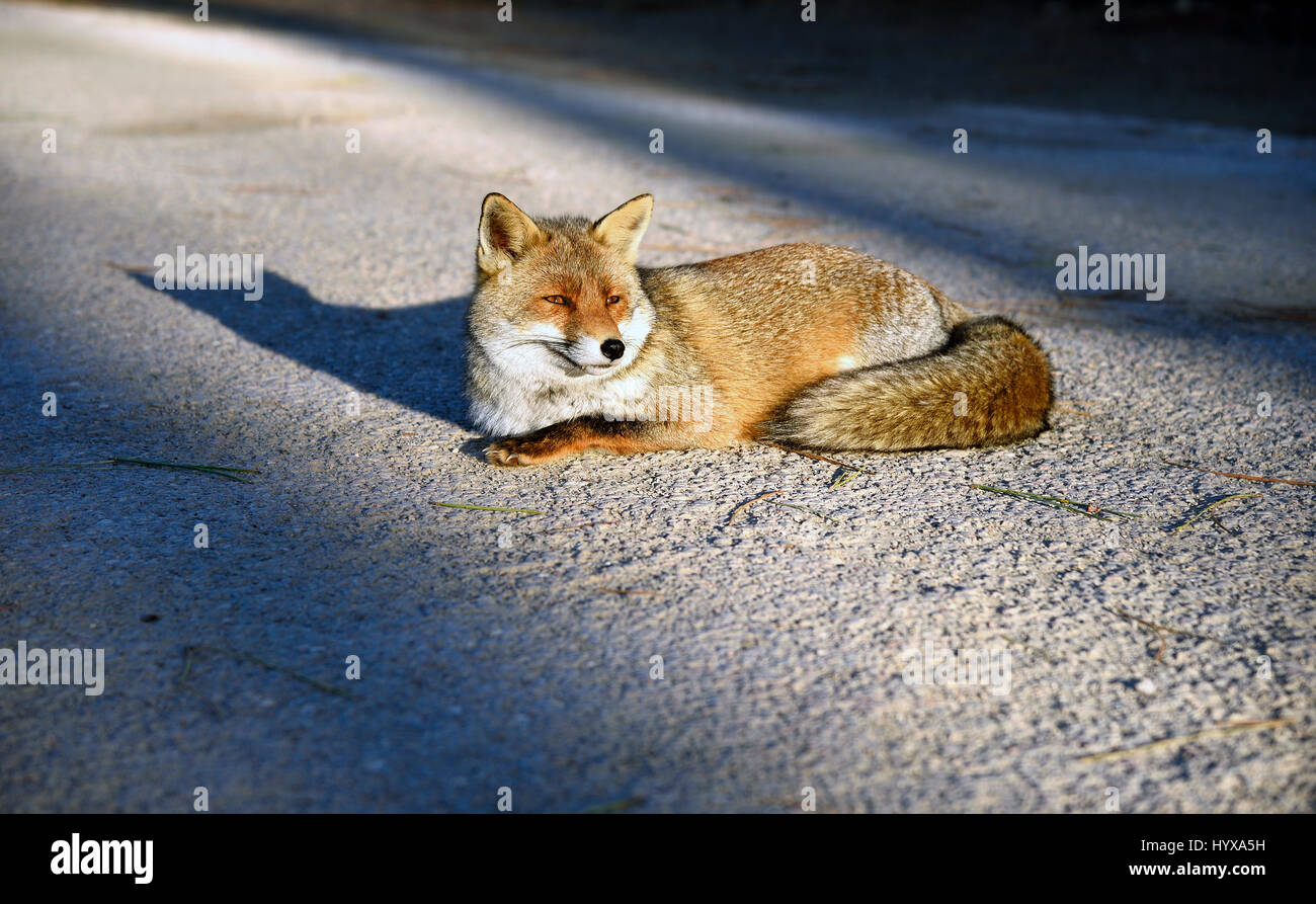 roter Fuchs auf der Straße sitzen Stockfotografie - Alamy