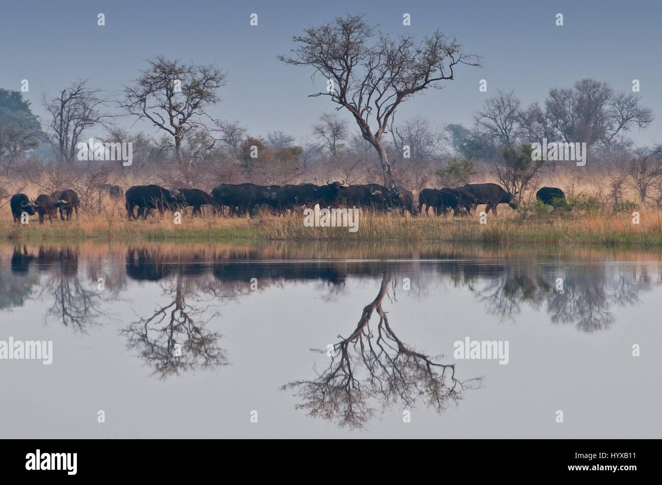 Afrika, Namibia, Büffel im Mudumu Nationalpark Stockfotografie - Alamy