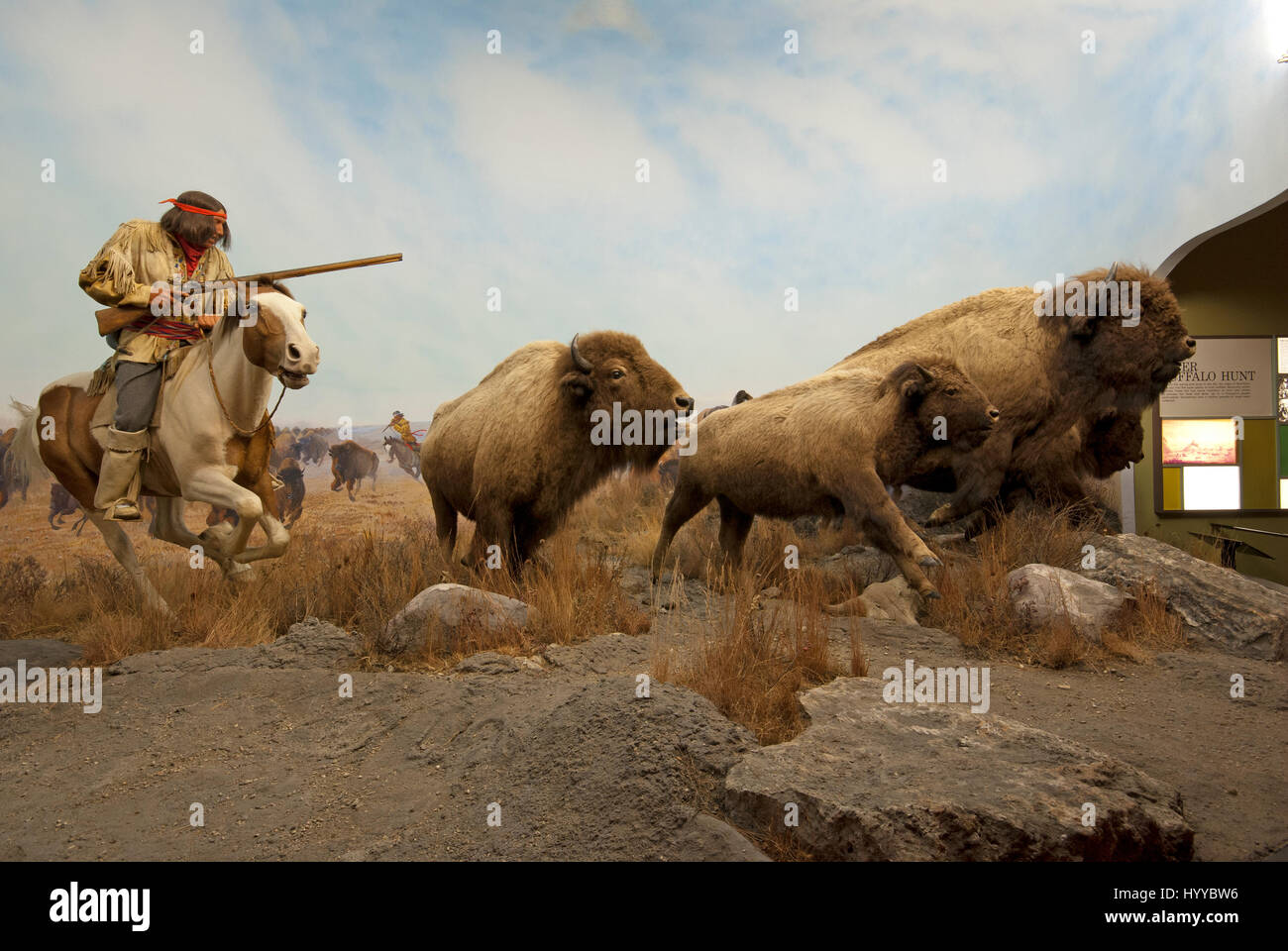 Amerikanischer bison bisonte americano -Fotos und -Bildmaterial in ...