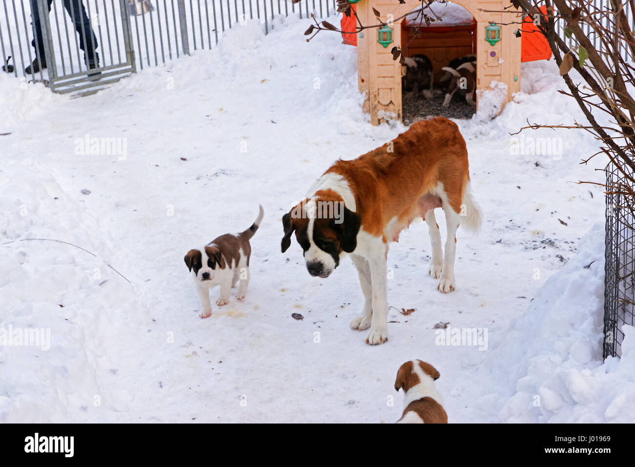 Bernard dog snow -Fotos und -Bildmaterial in hoher Auflösung - Seite 2 ...