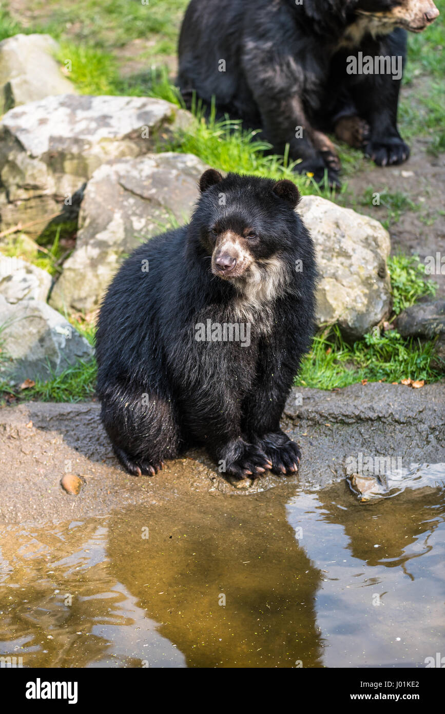 Baby Bär In Der Wiese Stockfotos und -bilder Kaufen - Alamy