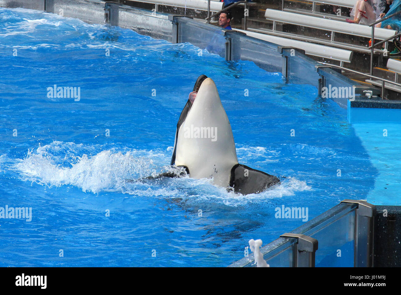 Killerwal seaworld -Fotos und -Bildmaterial in hoher Auflösung – Alamy