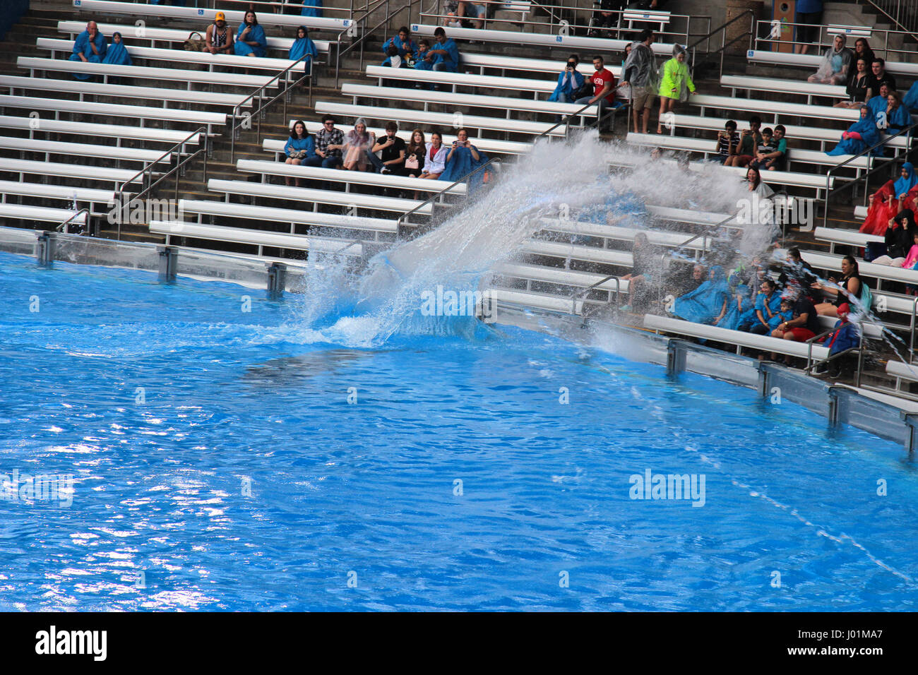 Killerwal seaworld -Fotos und -Bildmaterial in hoher Auflösung – Alamy