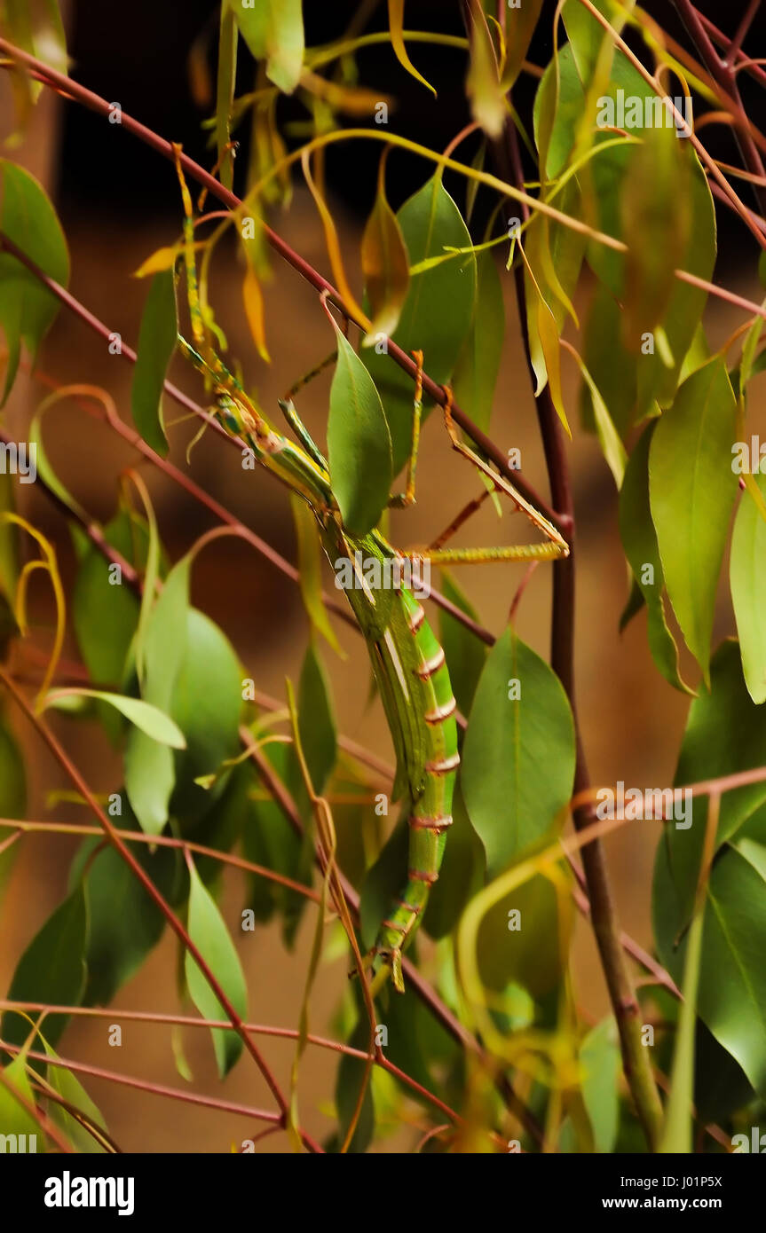 Periphetes Graniferum auf dem Zweig von Eukalyptus Stockfotografie - Alamy