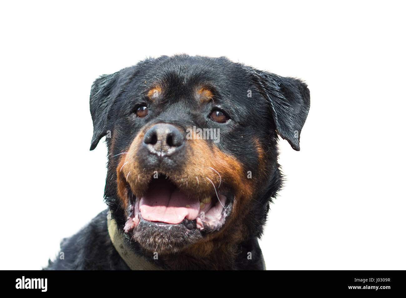 Rottweiler Hund Portrait Nahaufnahme, isoliert auf weiss ...
