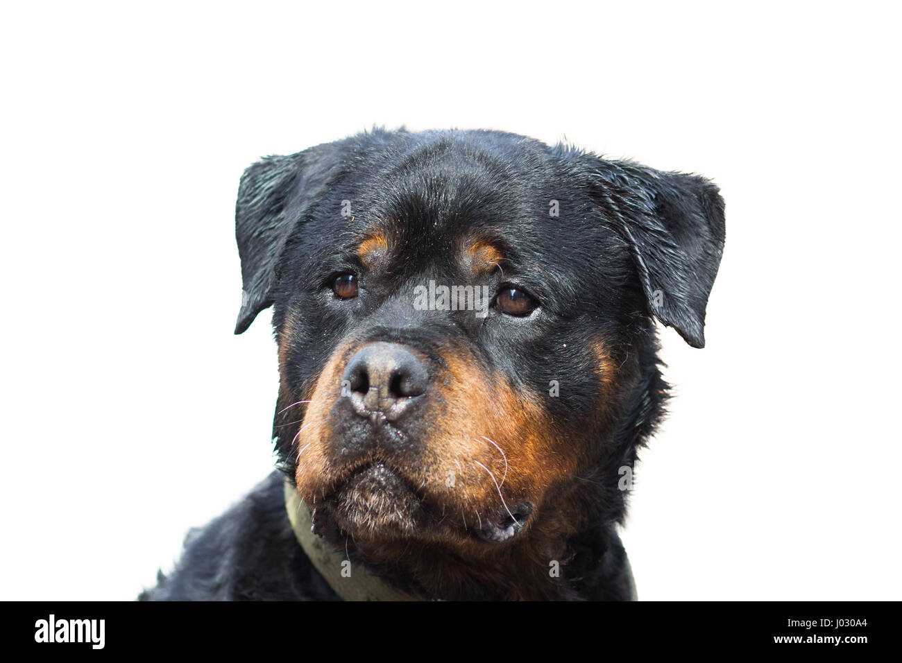 Rottweiler Hund Portrait Nahaufnahme, isoliert auf weiss ...