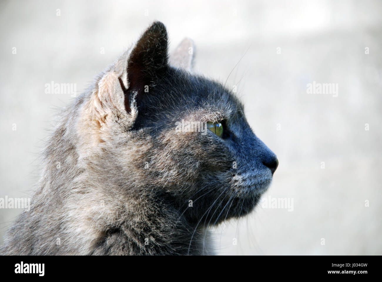 Seitenprofil einer katze -Fotos und -Bildmaterial in hoher Auflösung ...