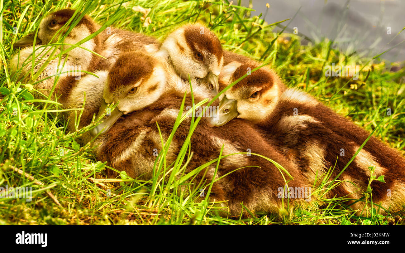 Süße enten -Fotos und -Bildmaterial in hoher Auflösung – Alamy