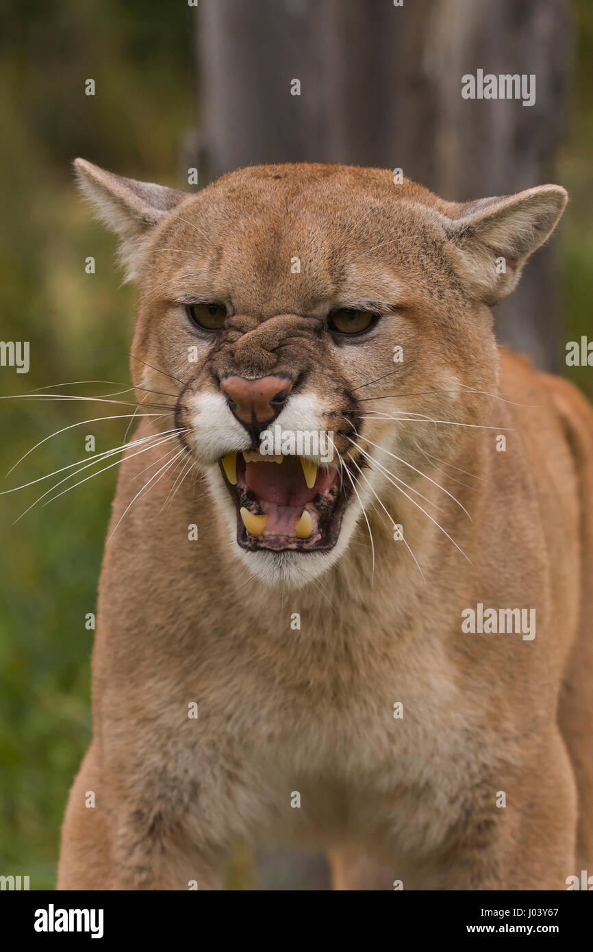 Puma concolor couguar -Fotos und -Bildmaterial in hoher Auflösung – Alamy