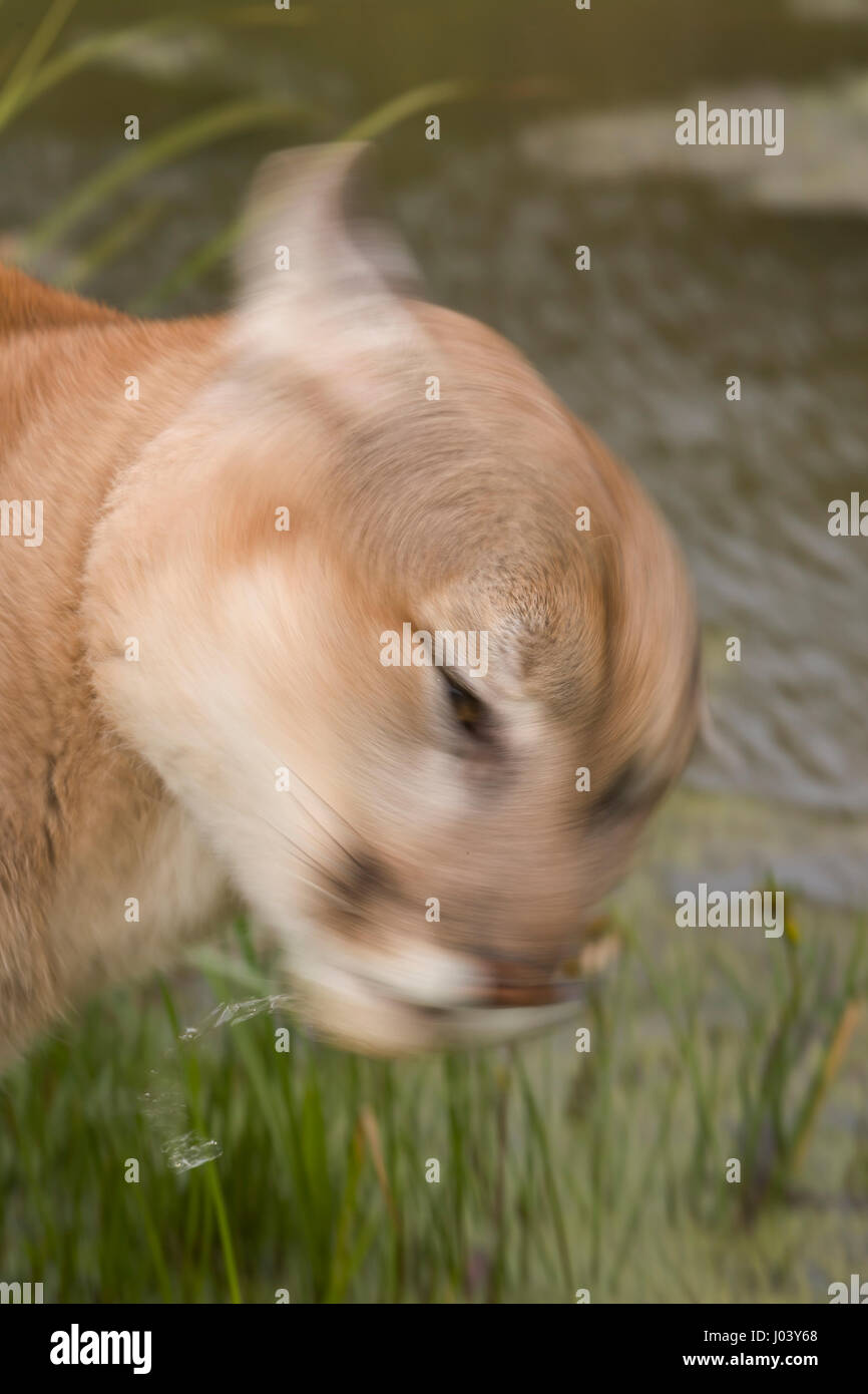 Cougar puma wasserpanther -Fotos und -Bildmaterial in hoher Auflösung – Alamy