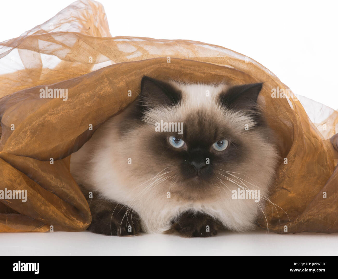 Katze versteckt unter der decke -Fotos und -Bildmaterial in hoher ...