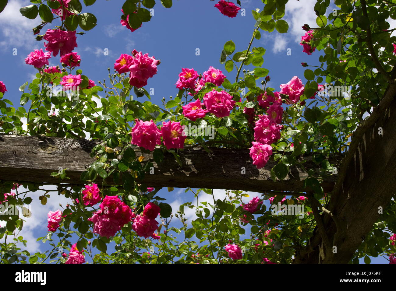 Rosa kew rambler rambling rose -Fotos und -Bildmaterial in hoher ...