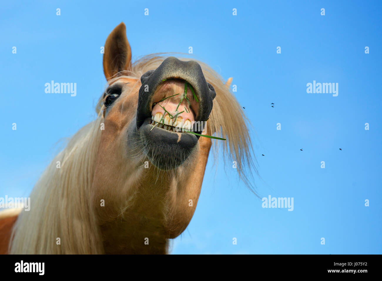 Tiroler ponys -Fotos und -Bildmaterial in hoher Auflösung – Alamy