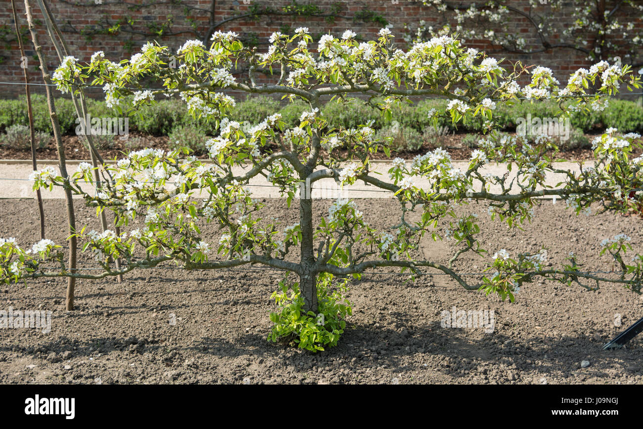 Spalier-Apfelbaum in Blüte Stockfotografie - Alamy