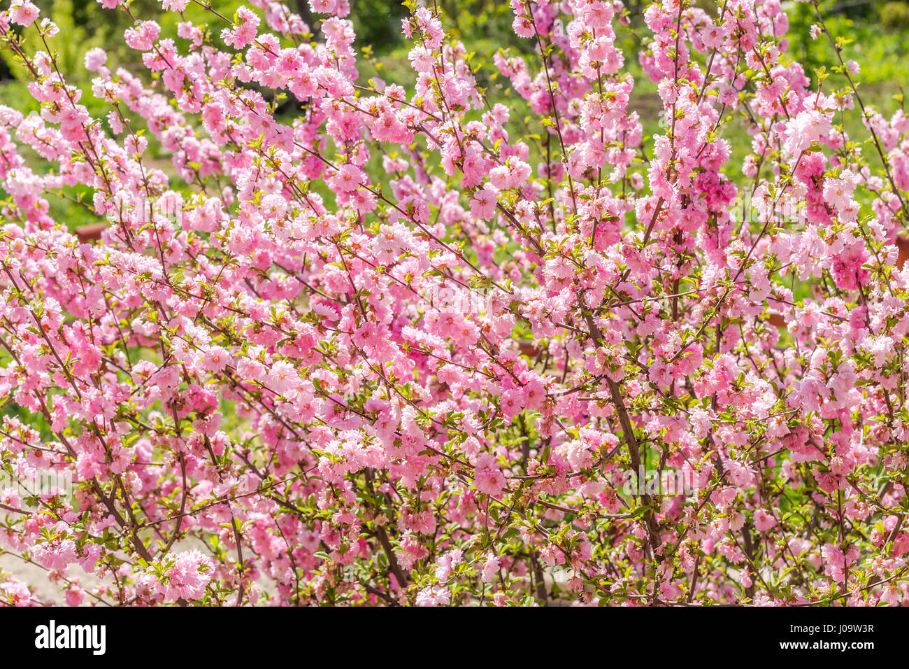 Kirschbaum Blatt Stockfotos und -bilder Kaufen - Alamy