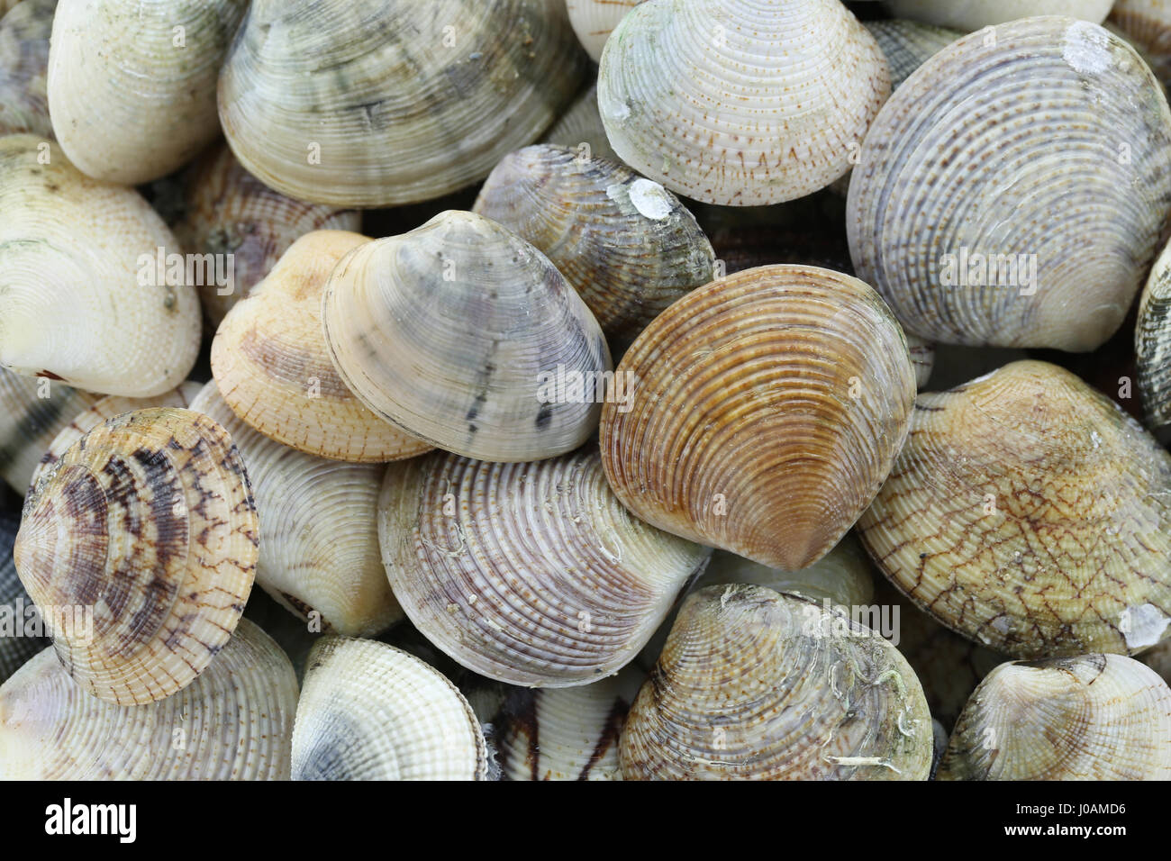 Ridged venus clam -Fotos und -Bildmaterial in hoher Auflösung – Alamy