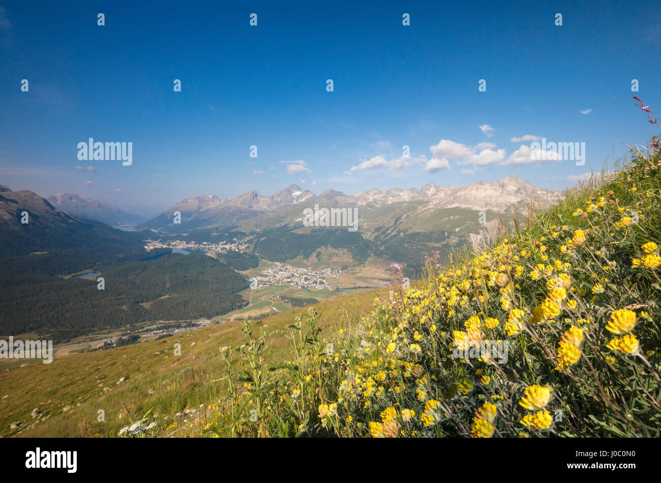 Hochalpine blumen -Fotos und -Bildmaterial in hoher Auflösung – Alamy