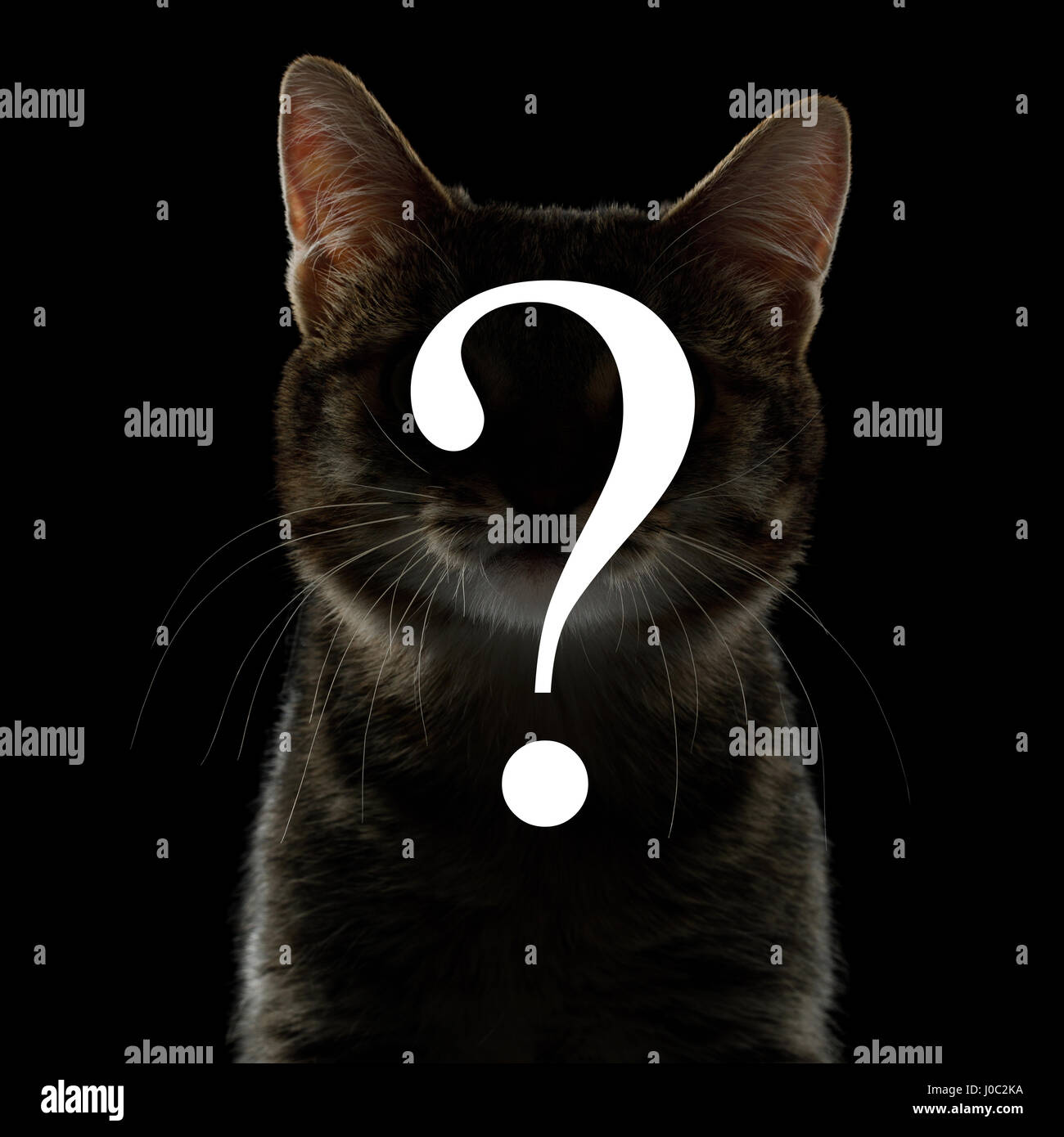 Symbol-Frage auf Portrait der Silhouette der Katze im Dunkeln auf ...