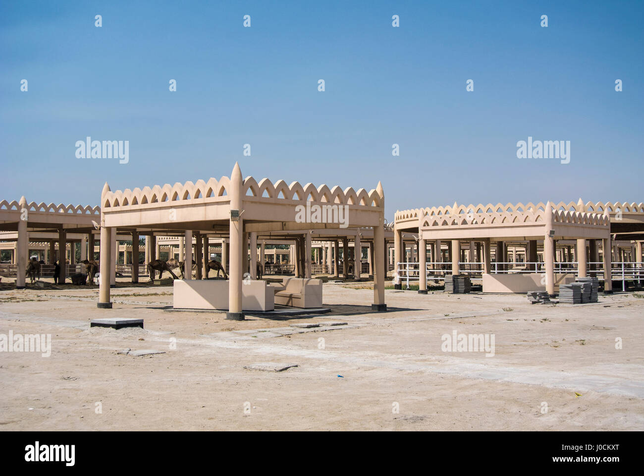 Janabiya kamelfarm -Fotos und -Bildmaterial in hoher Auflösung – Alamy
