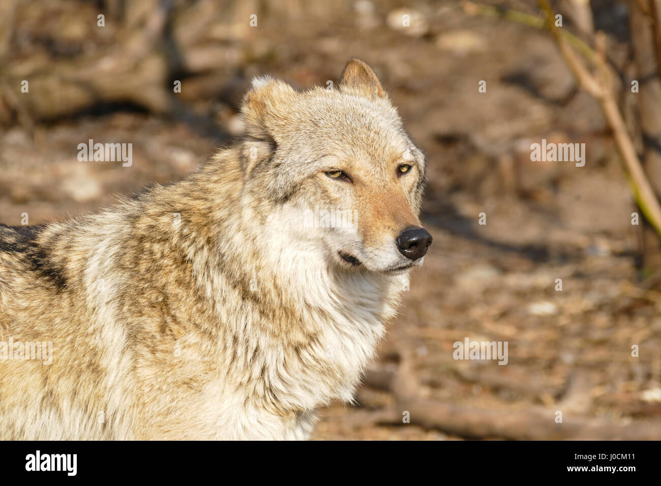 Eurasische steppe -Fotos und -Bildmaterial in hoher Auflösung – Alamy